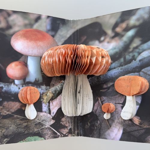 January Yoon Cho, Algebra of Fungi Walk | Inspiration Art Group ...